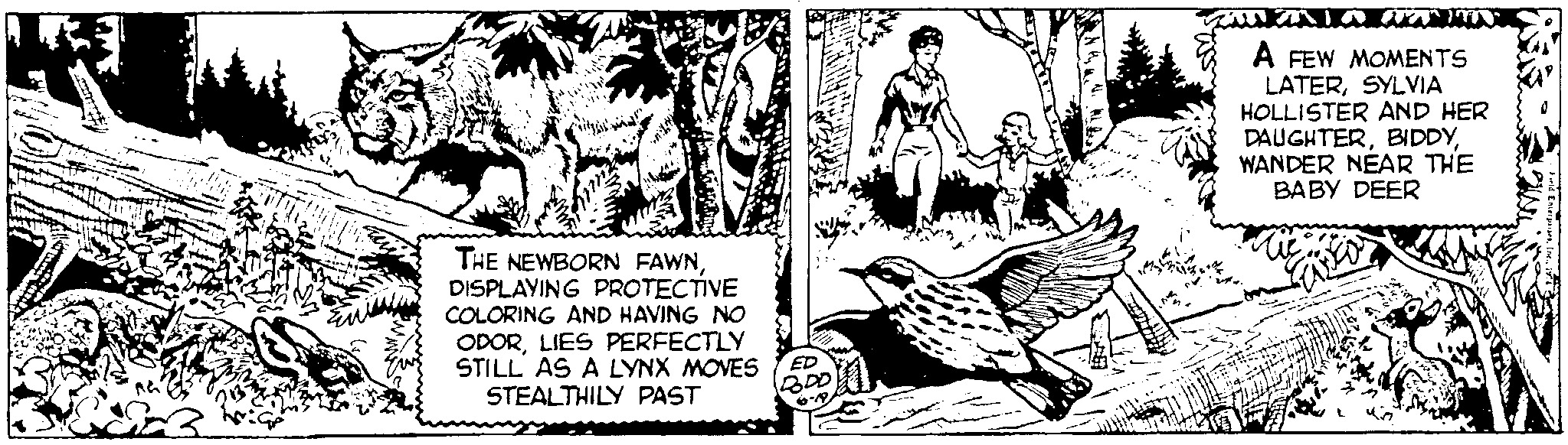 Mark Trail Vintage Comic Strip 1974-06-19 | Comics Kingdom